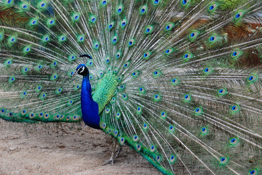 Ride UTA to Tracy Aviary