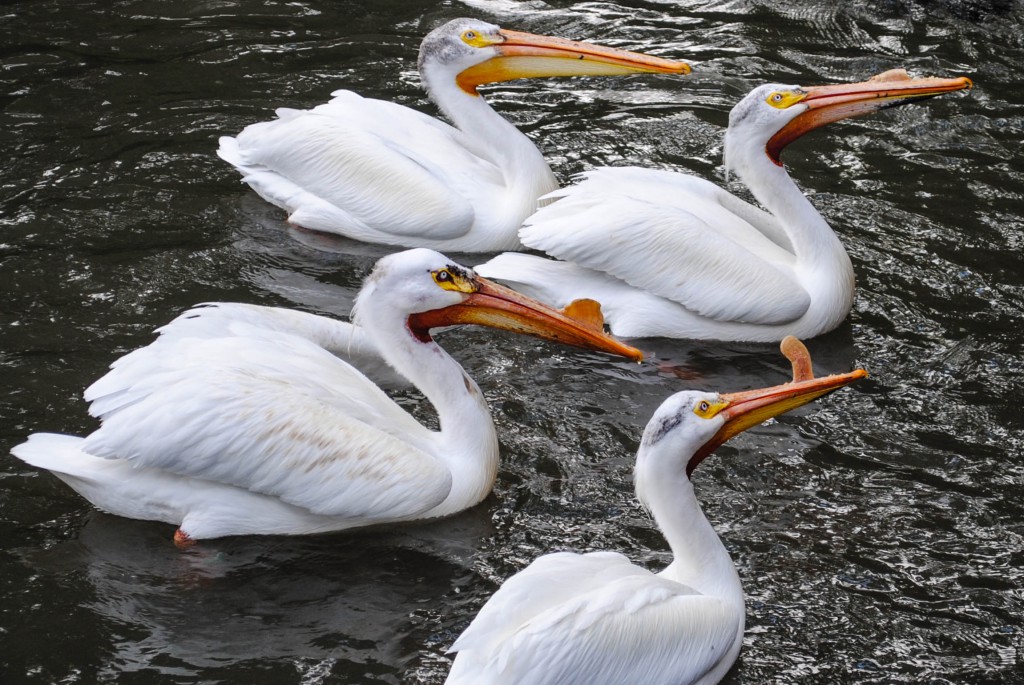 Ride UTA to Tracy Aviary